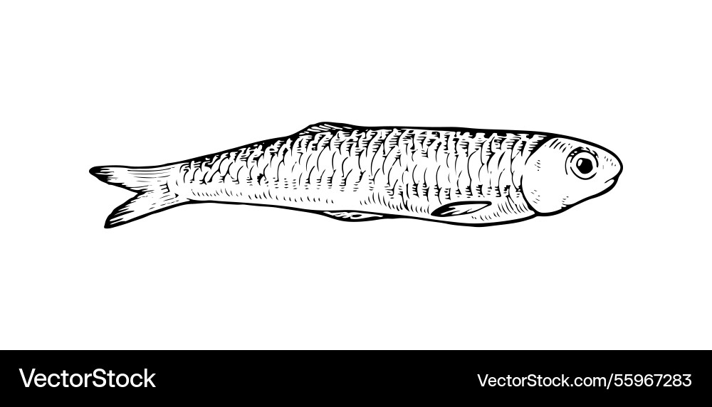 Hand drawn of anchovy fish Royalty Free Vector Image