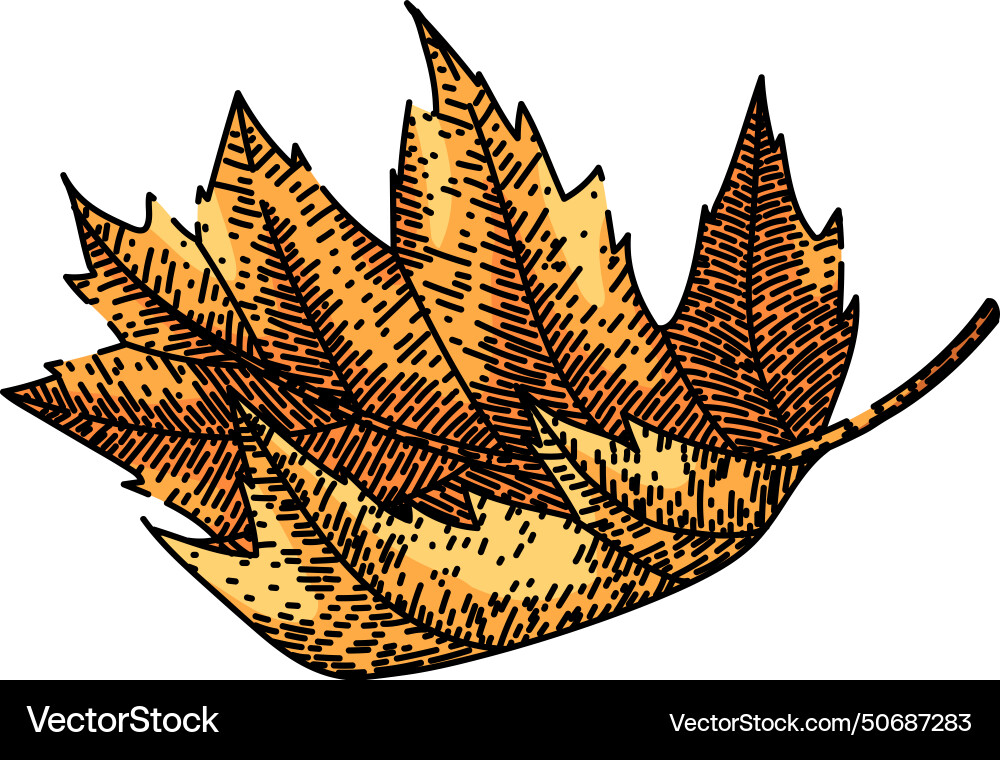 Leaves maple leaf sketch hand drawn Royalty Free Vector