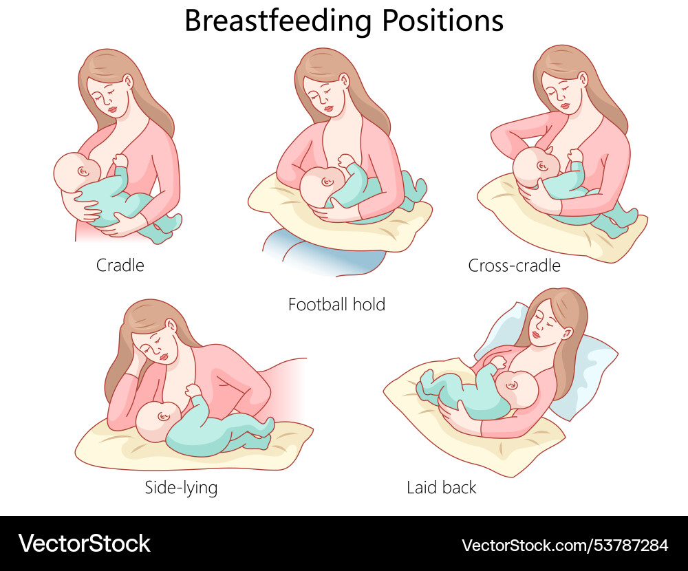 Breastfeeding Positions Guide – Royalty-Free Vector | VectorStock
