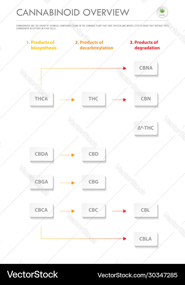 Cannabinoid overview vertical business Royalty Free Vector