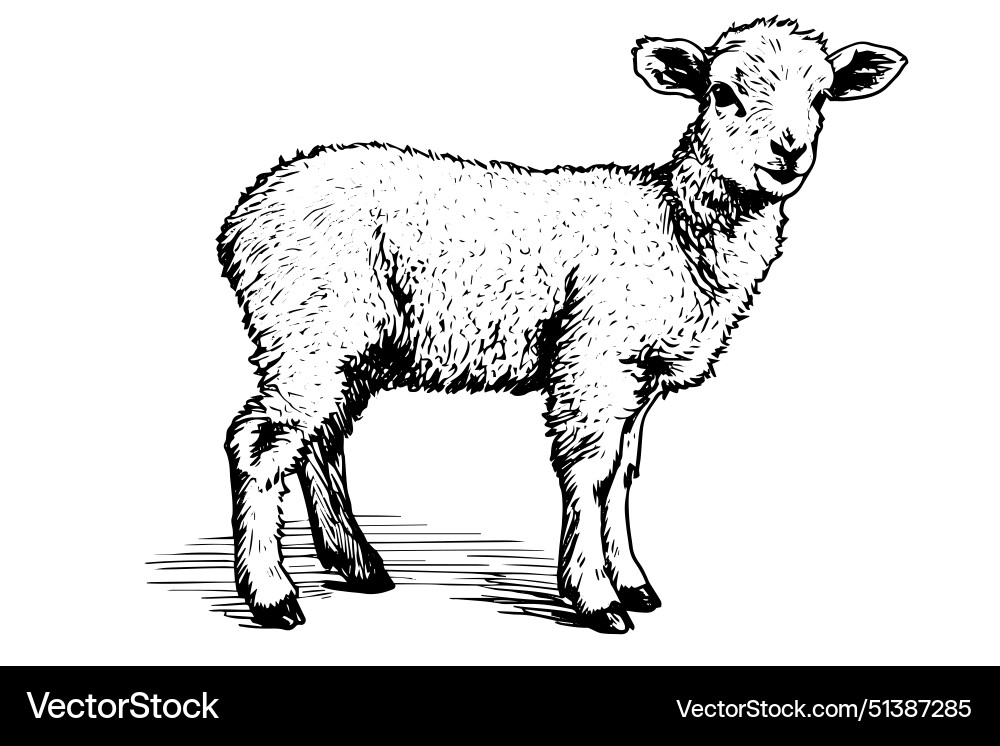 Cute sheep hand drawn ink sketch engraved style Vector Image