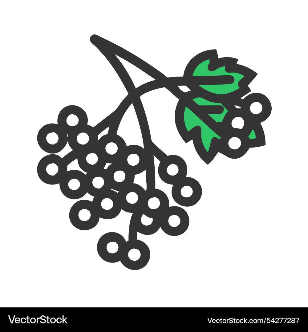 Elderberry icon fruits Royalty Free Vector Image