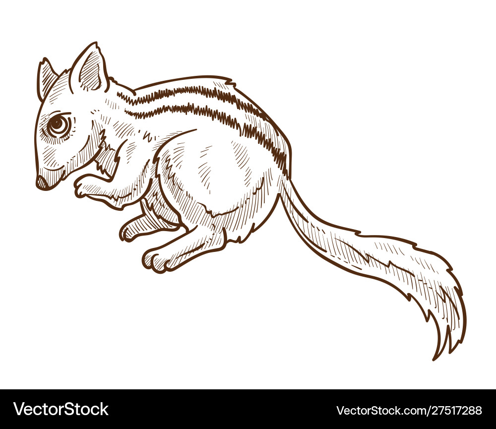 Chipmunk with striped back squirrel isolated Vector Image