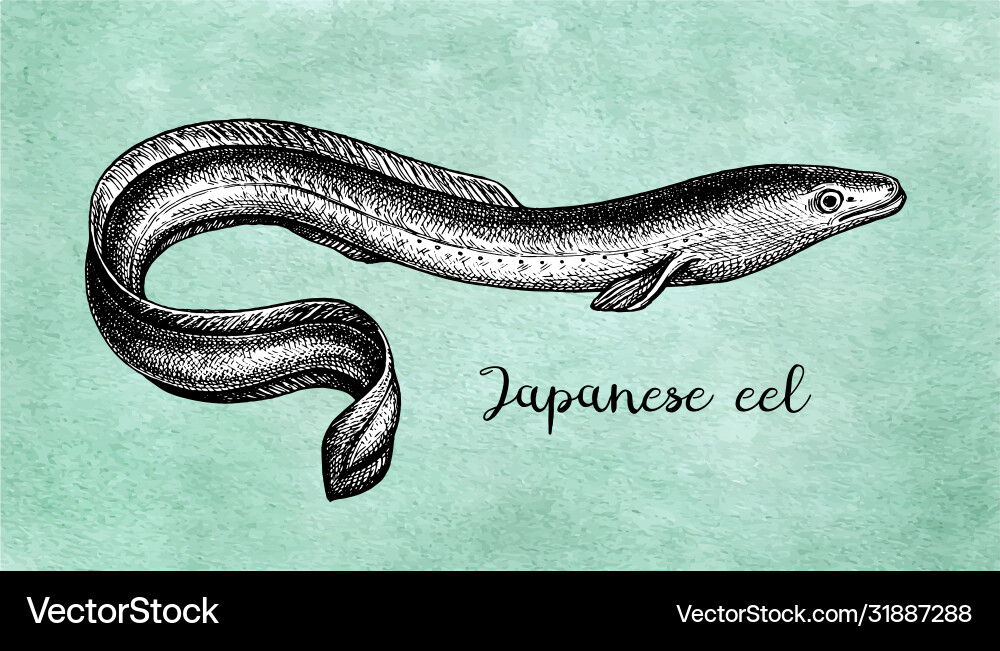 Ink sketch japanese eel Royalty Free Vector Image