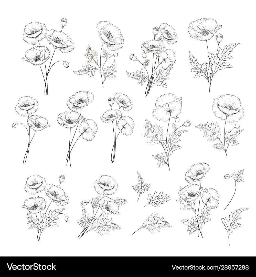 Poppy Flower Outline Vector Images (over 4,600)