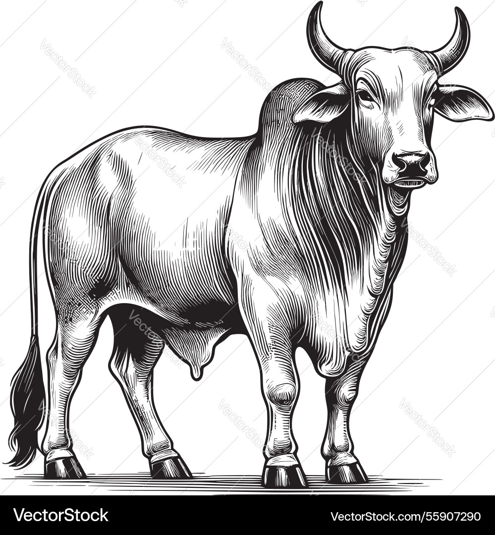 Brahman bull Royalty Free Vector Image - VectorStock