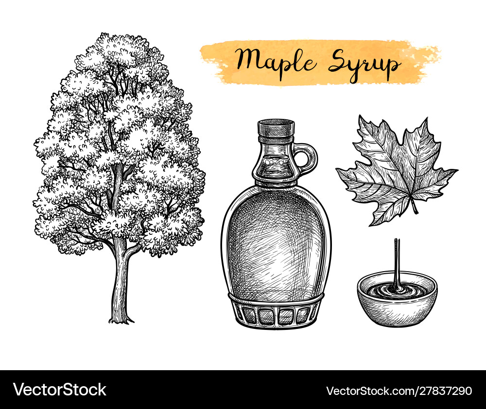 Maple syrup set Royalty Free Vector Image - VectorStock