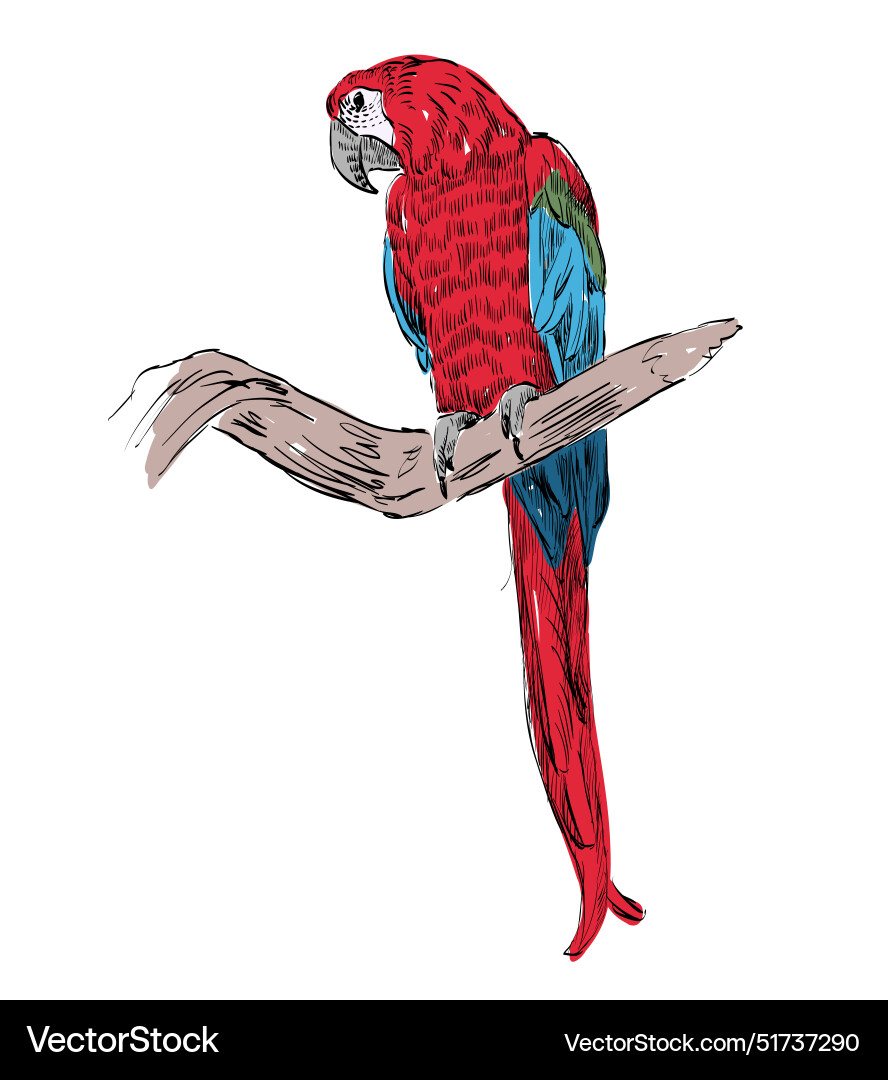 Parrot Royalty Free Vector Image - VectorStock