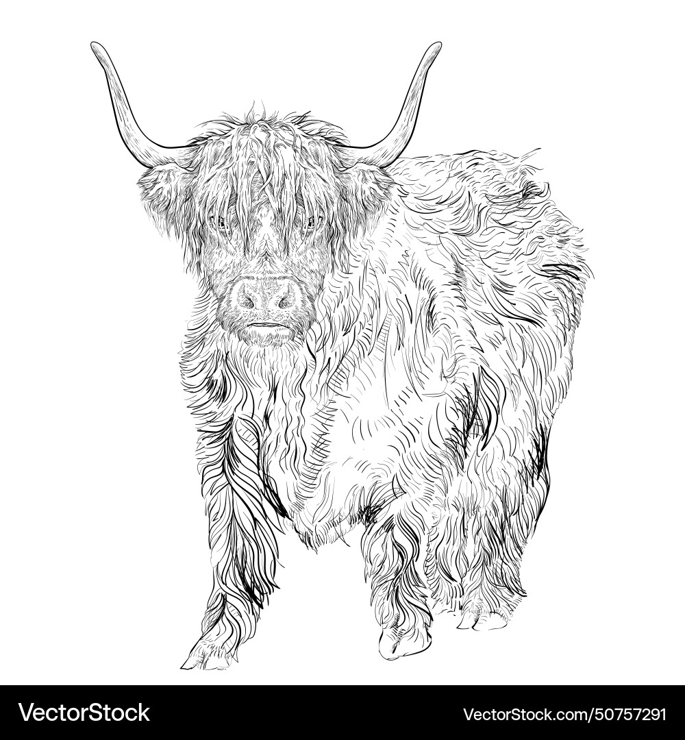 Scottish highland cow drawing Royalty Free Vector Image