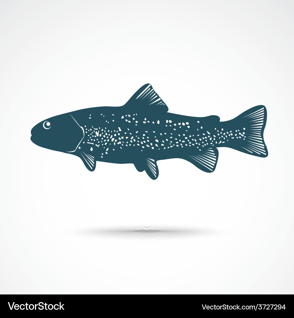Rainbow trout Royalty Free Vector Image - VectorStock