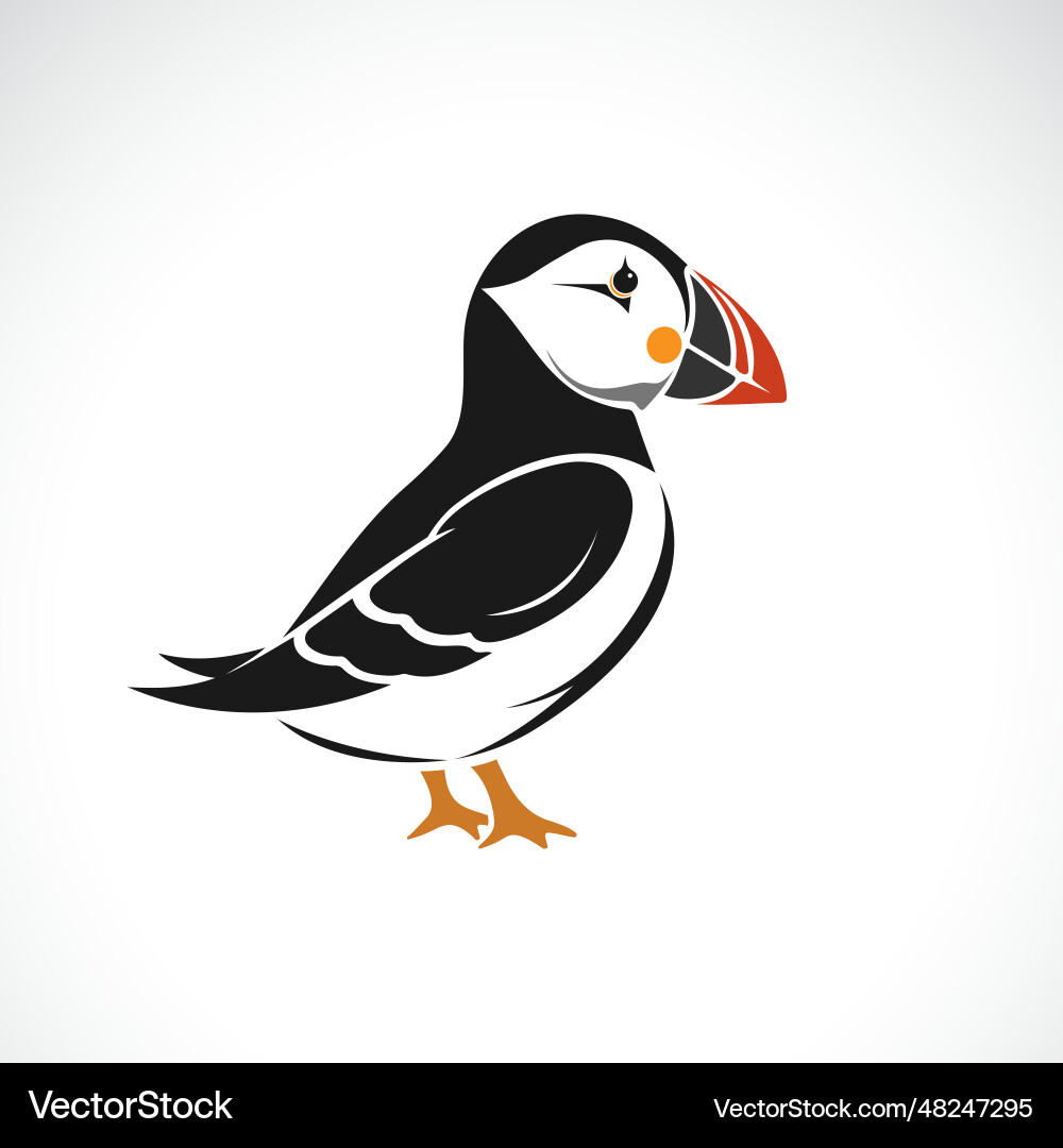 A puffin bird design on white background wildlife Vector Image