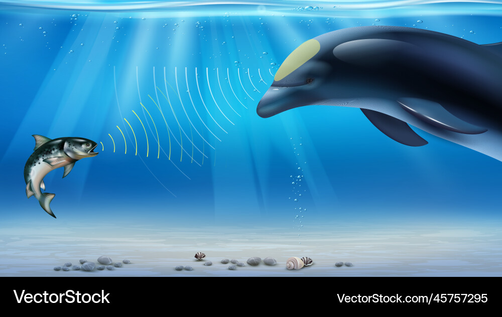 Dolphin echolocation infographics Royalty Free Vector Image