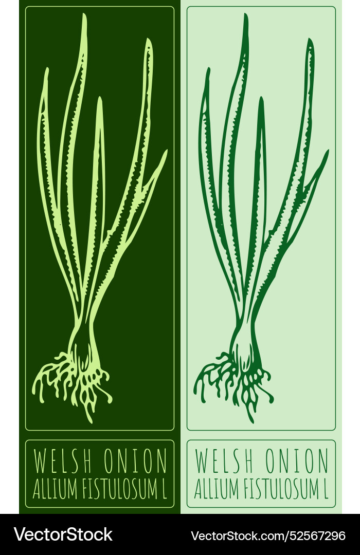 Drawing welsh onion hand drawn Royalty Free Vector Image