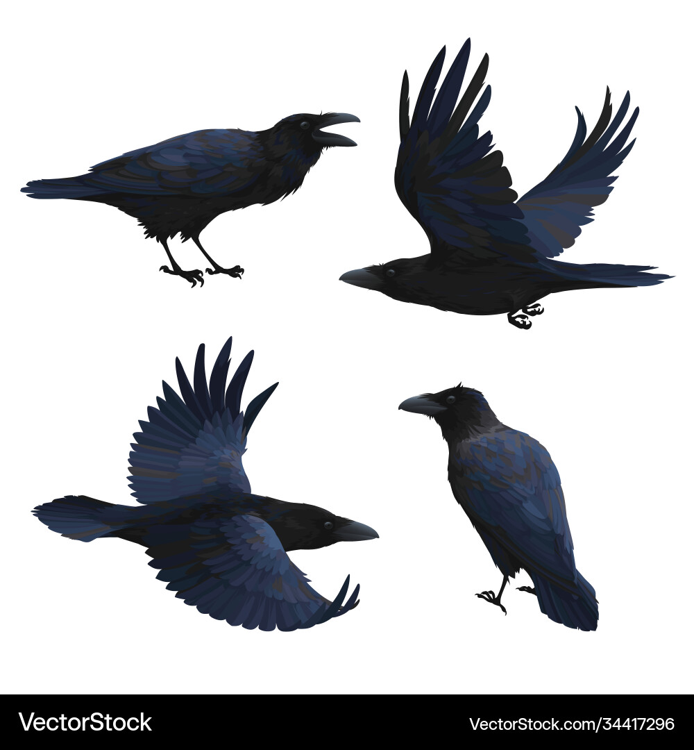 Realistisches Raven Set - Fliegen & Sitzen Vektorbild
