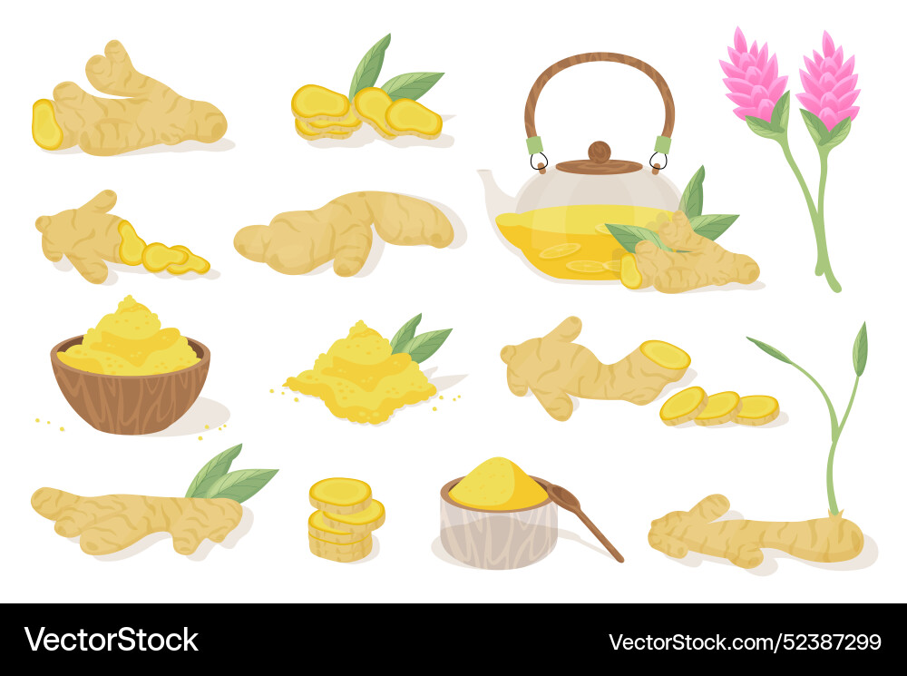 Ginger product mega set elements in flat cartoon Vector Image