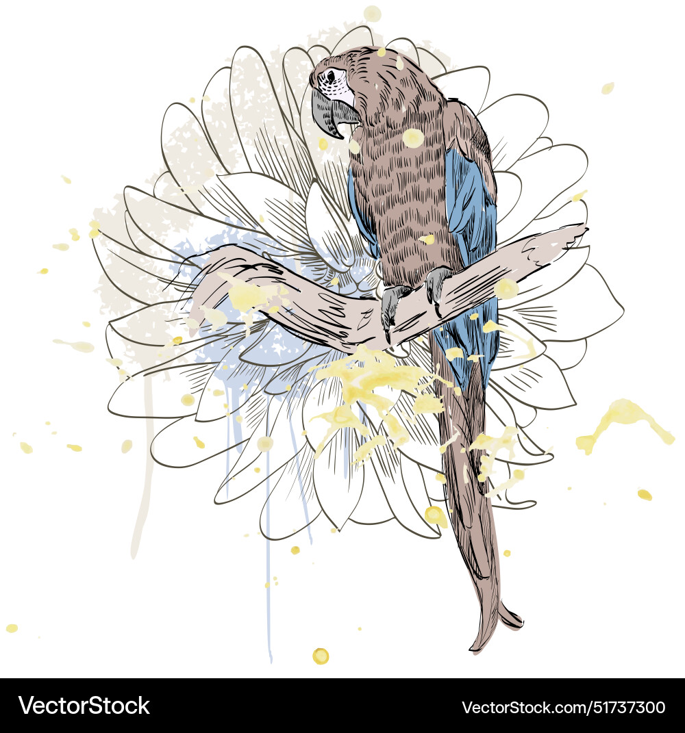 Sketch of a parrot Royalty Free Vector Image - VectorStock