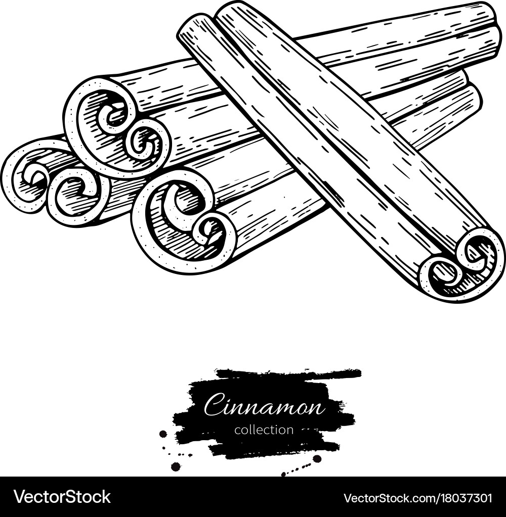 Cinnamon stick drawing hand drawn sketch Vector Image