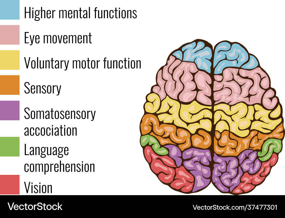 Human Brain Anatomy Infographic Royalty Free Vector Image