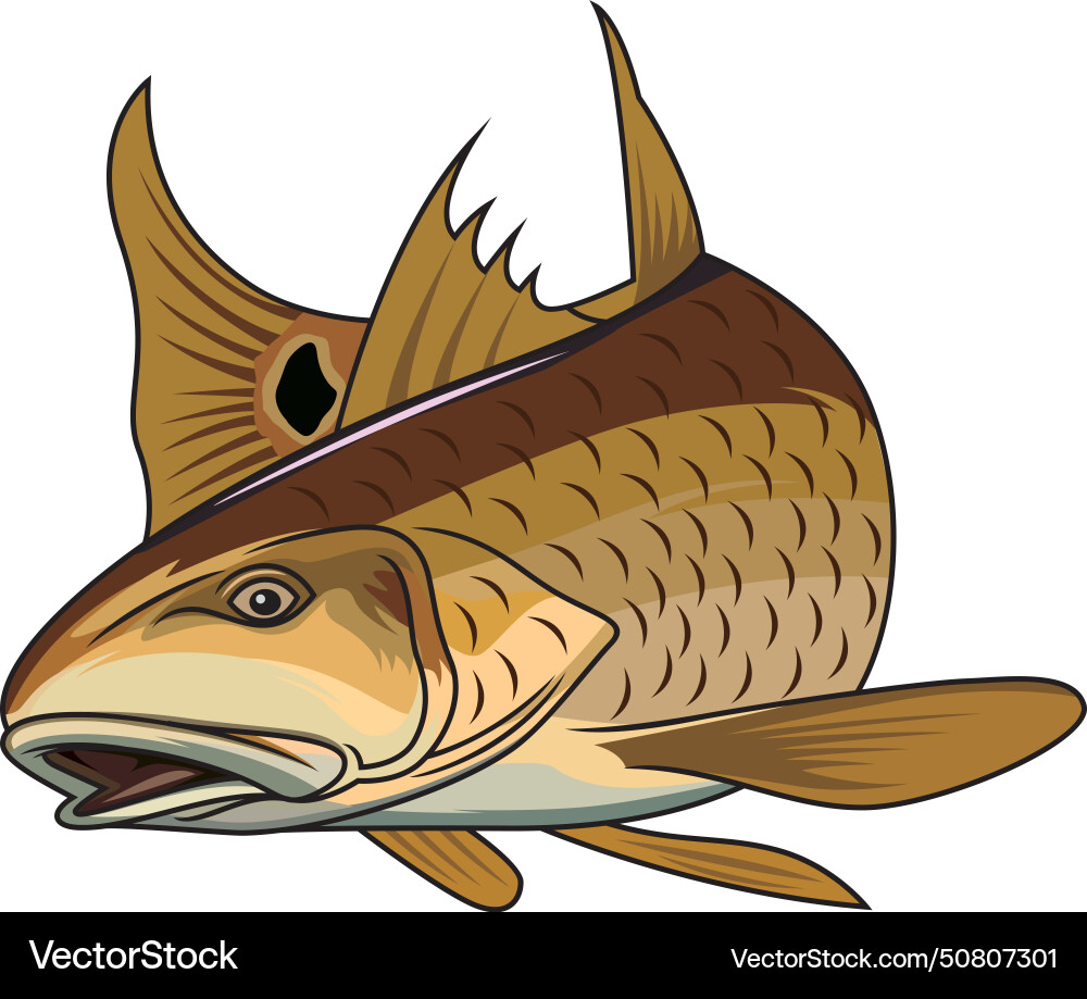 Redfish logo image t shirt Royalty Free Vector Image