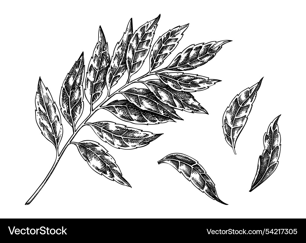 Curry plant leaves sketch kitchen spice drawing Vector Image