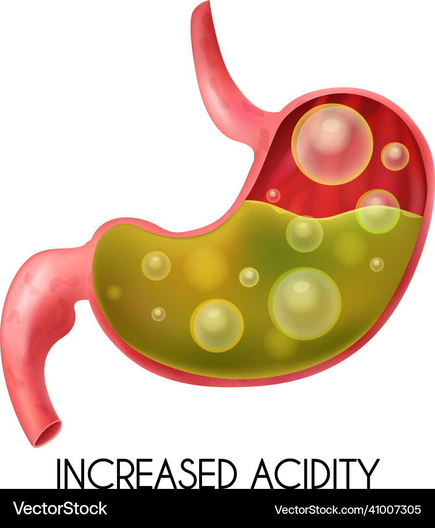 Realistic stomach Royalty Free Vector Image - VectorStock