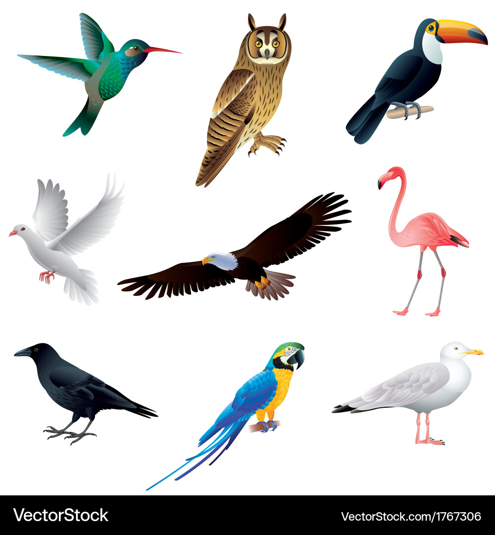 Birds set Royalty Free Vector Image - VectorStock