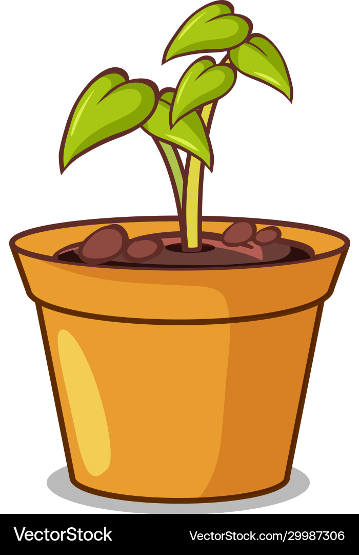 Potted plant with small on white background Vector Image
