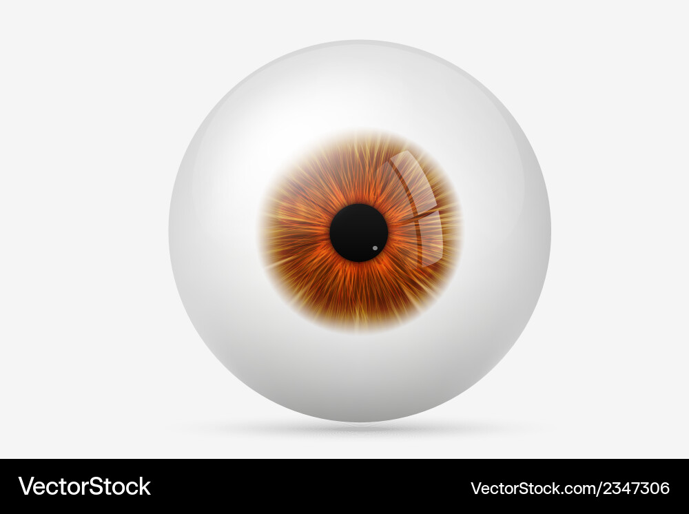Realistic Human Eye Royalty Free Vector Image - VectorStock