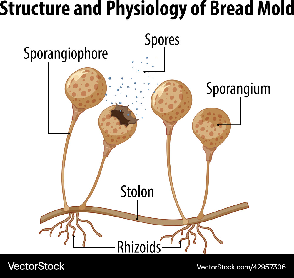 Structure and physiology of bread mold Royalty Free Vector