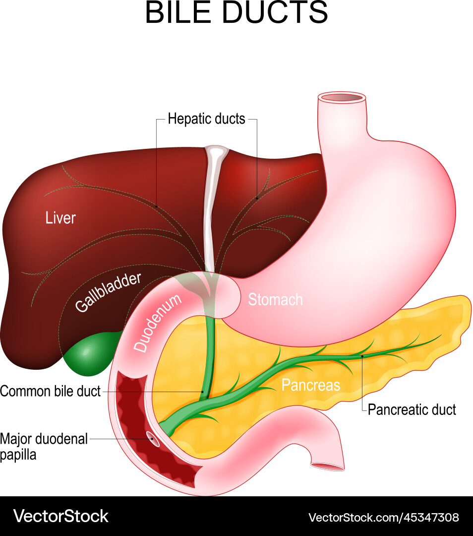 Bile ducts digestive system Royalty Free Vector Image