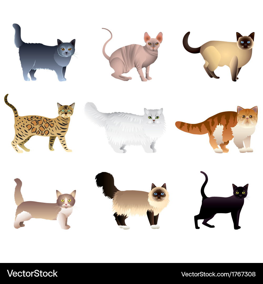 Cats set Royalty Free Vector Image - VectorStock