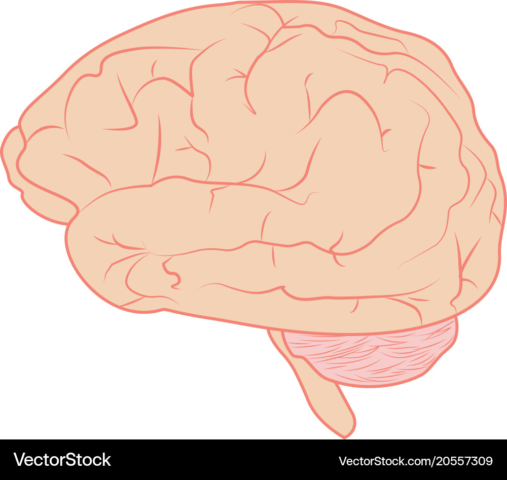 Brain realistic color 1d Royalty Free Vector Image