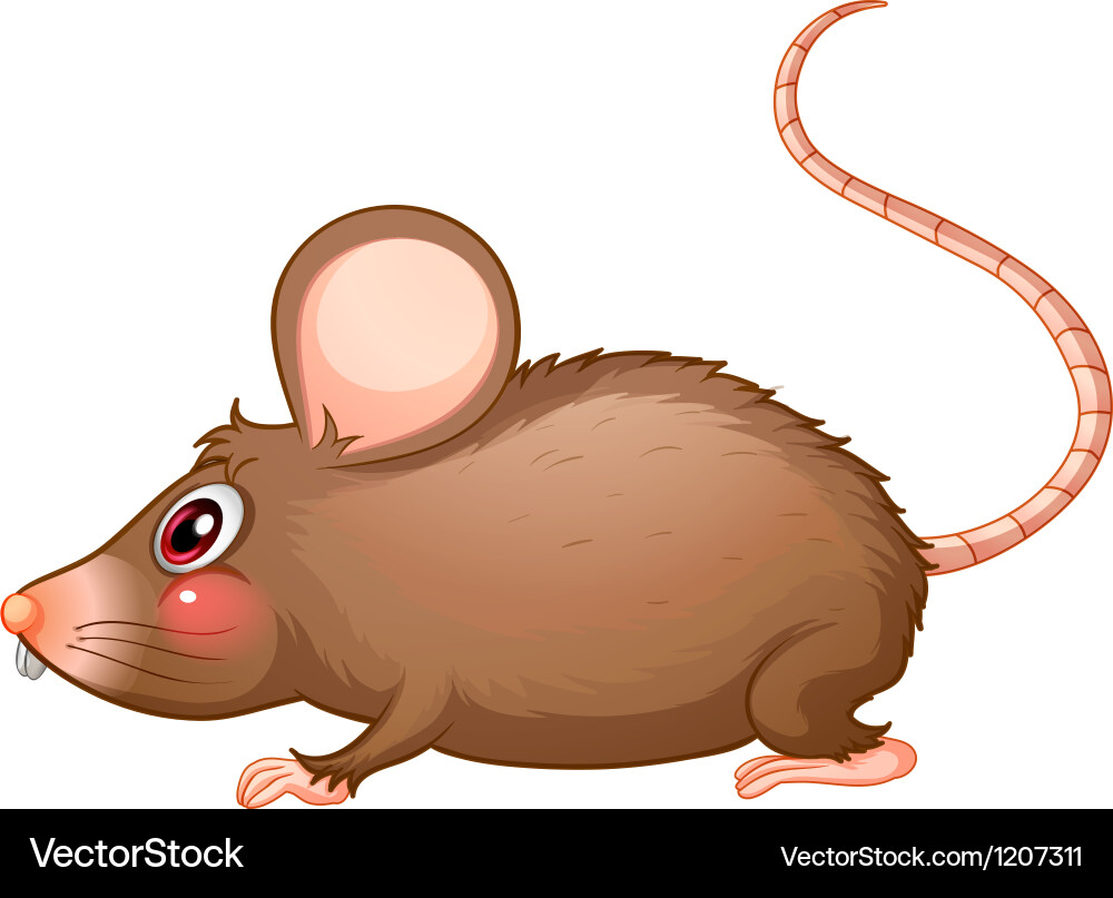 A rat with long tail Royalty Free Vector Image