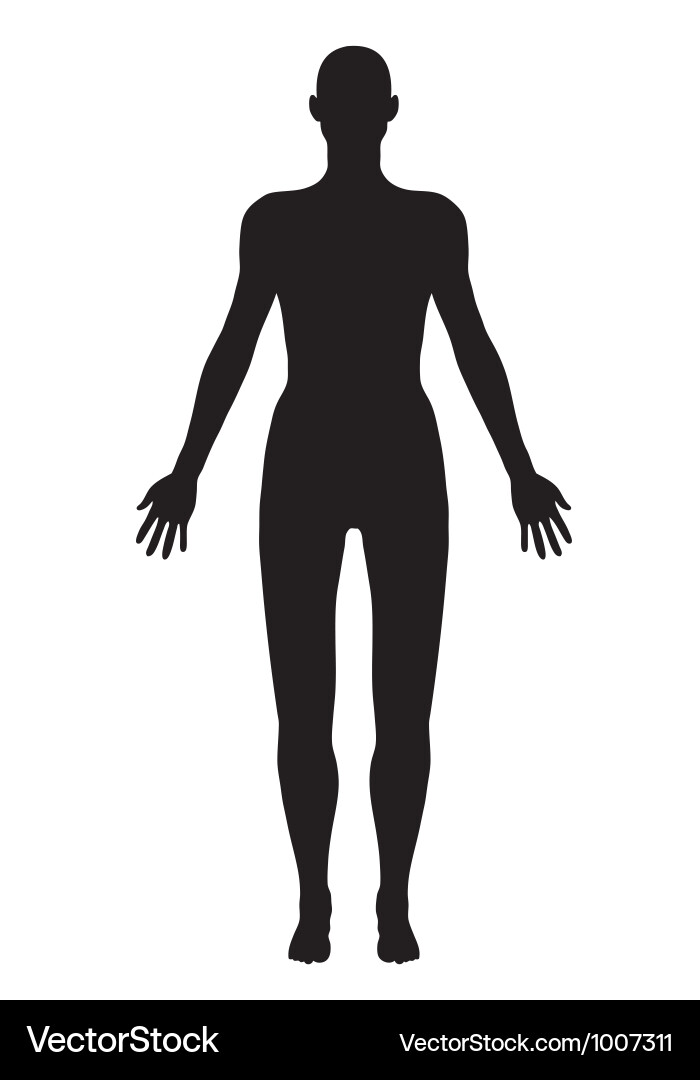 Body Royalty Free Vector Image - VectorStock