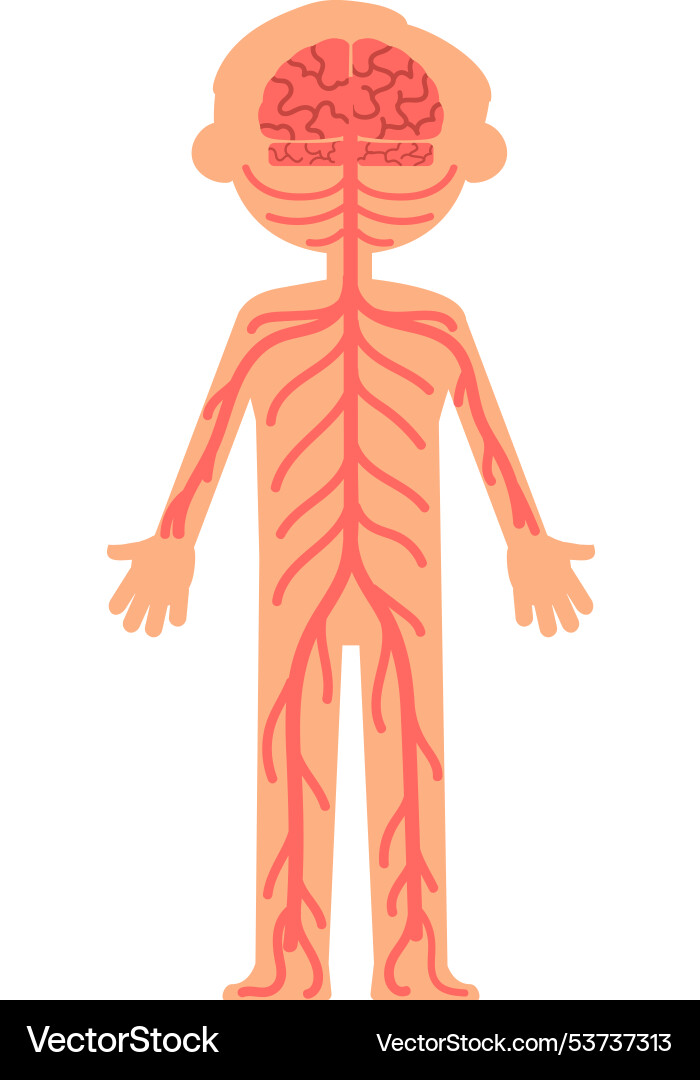 Kid nervous system diagram child anatomy Vector Image