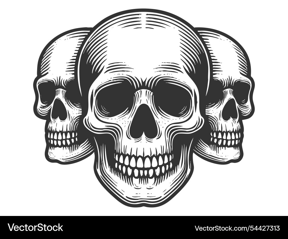 Three skulls Royalty Free Vector Image - VectorStock