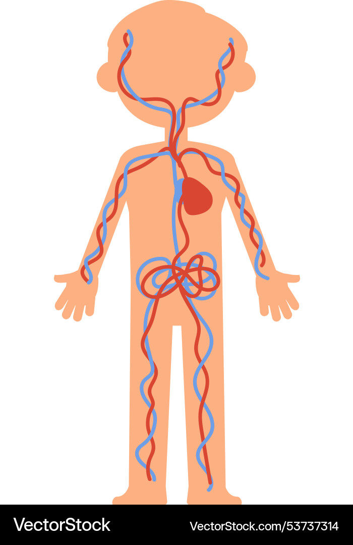 Kid blood circulation system child body anatomy Vector Image
