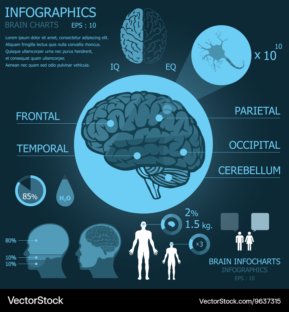 Brain infocharts Royalty Free Vector Image - VectorStock