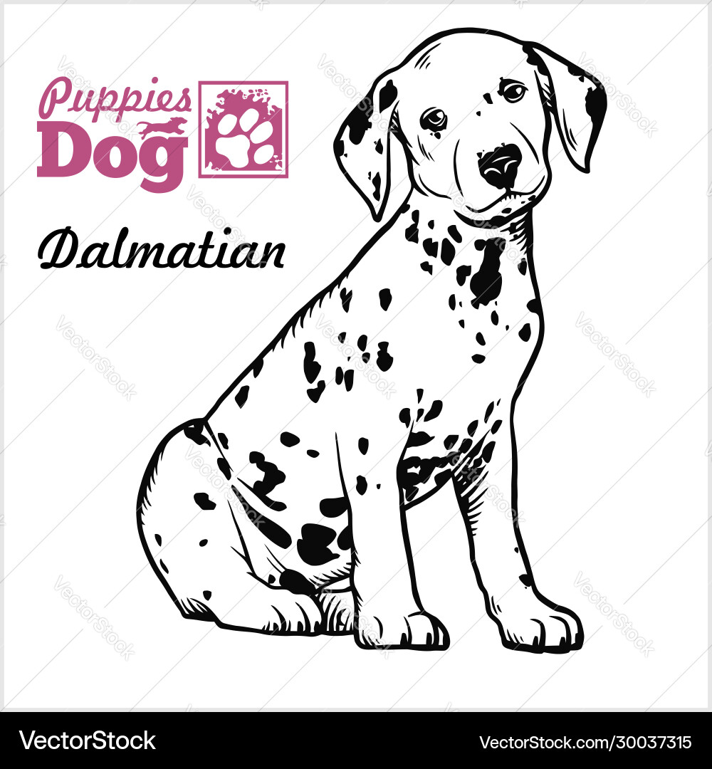 How To Draw A Dalmatian Puppy