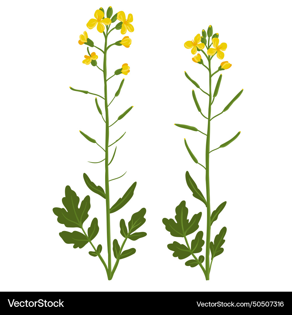 Drawing wild flower rapeseed Royalty Free Vector Image