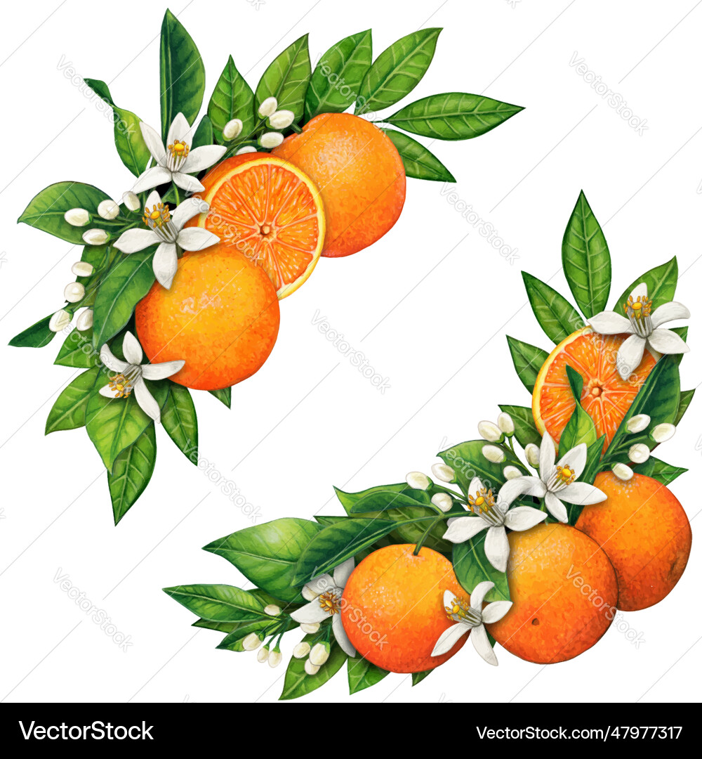 Watercolor hand drawn realistic oranges Royalty Free Vector