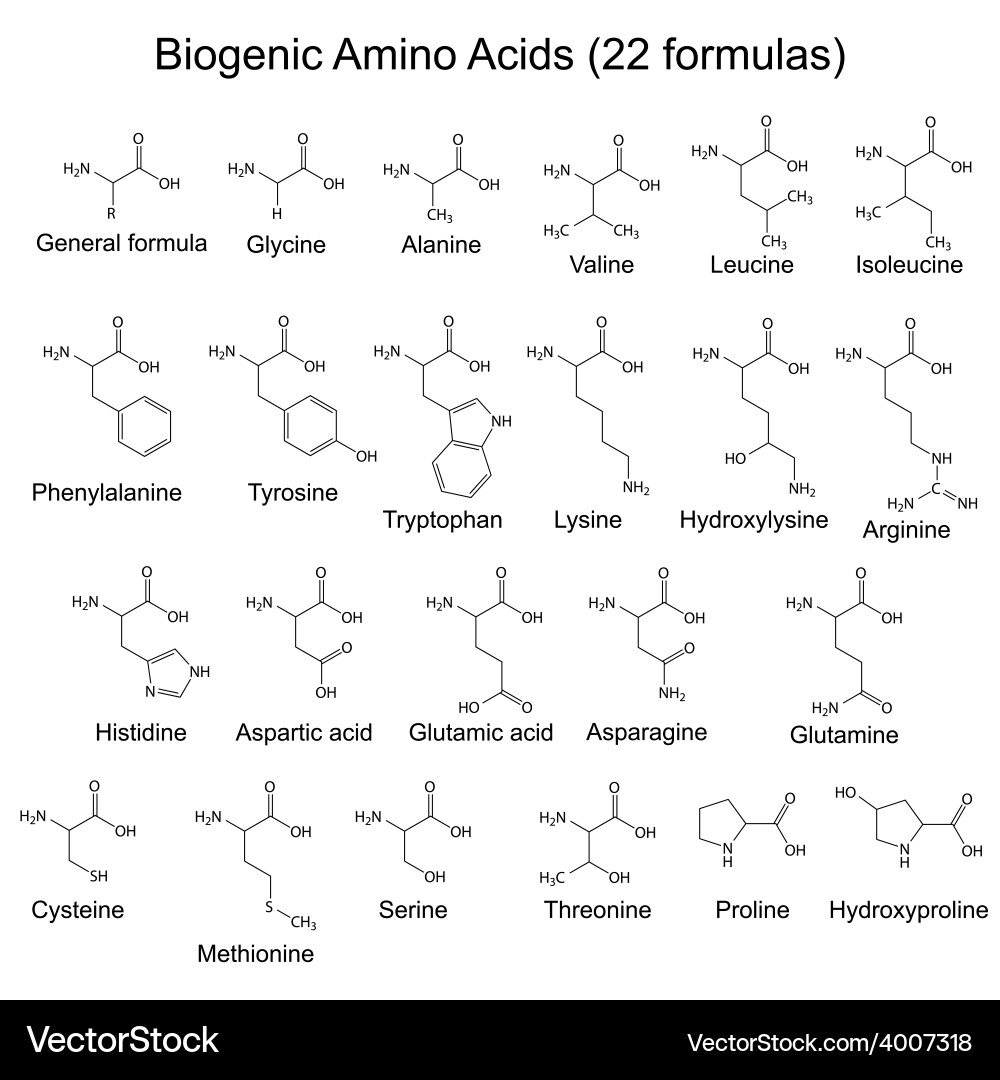Amino Acid Chemical Formulas Royalty Free Vector Image