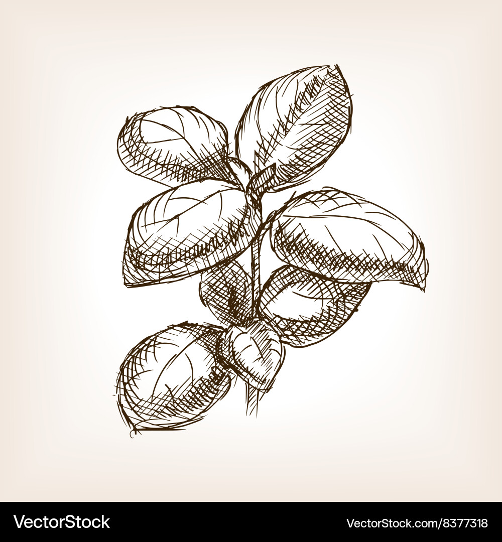 Basil hand drawn sketch style Royalty Free Vector Image