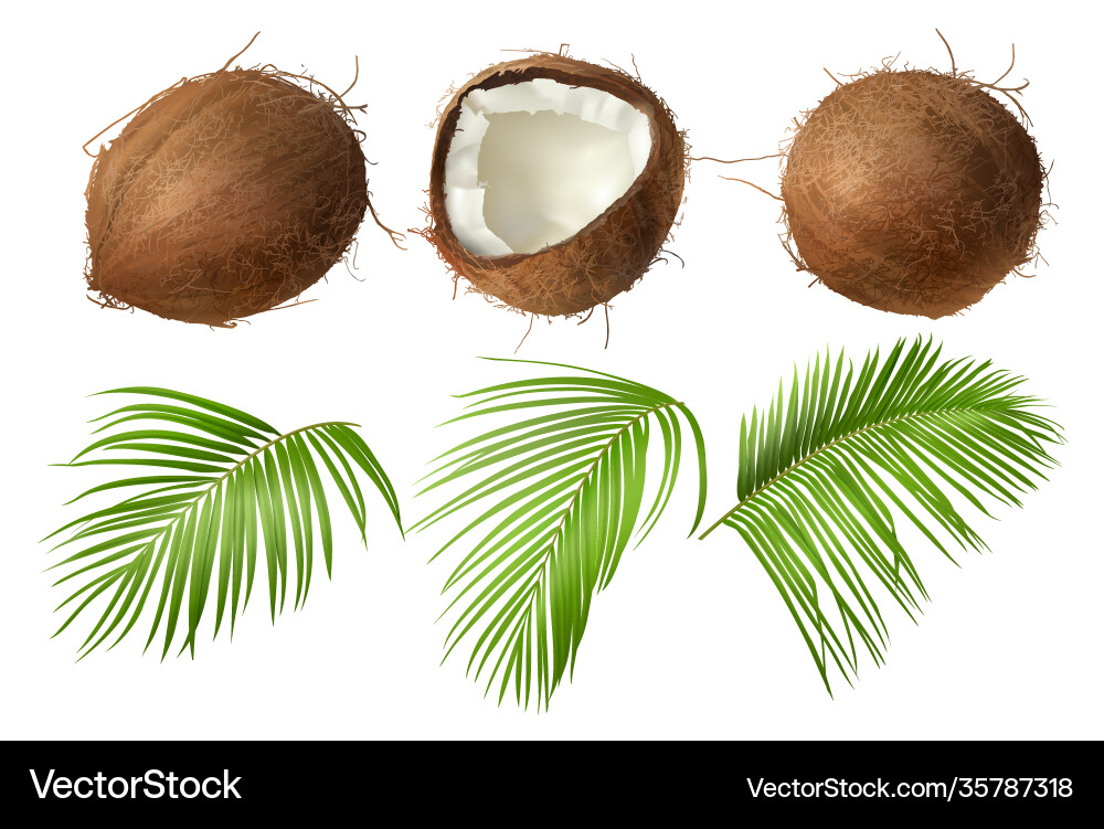 Whole and broken coco nut with green palm leaves Vector Image