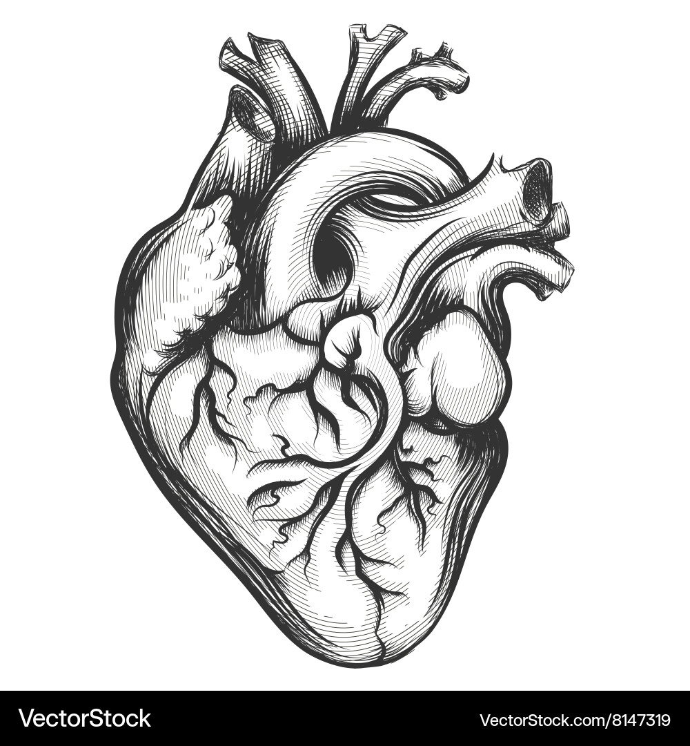 Human heart Royalty Free Vector Image - VectorStock