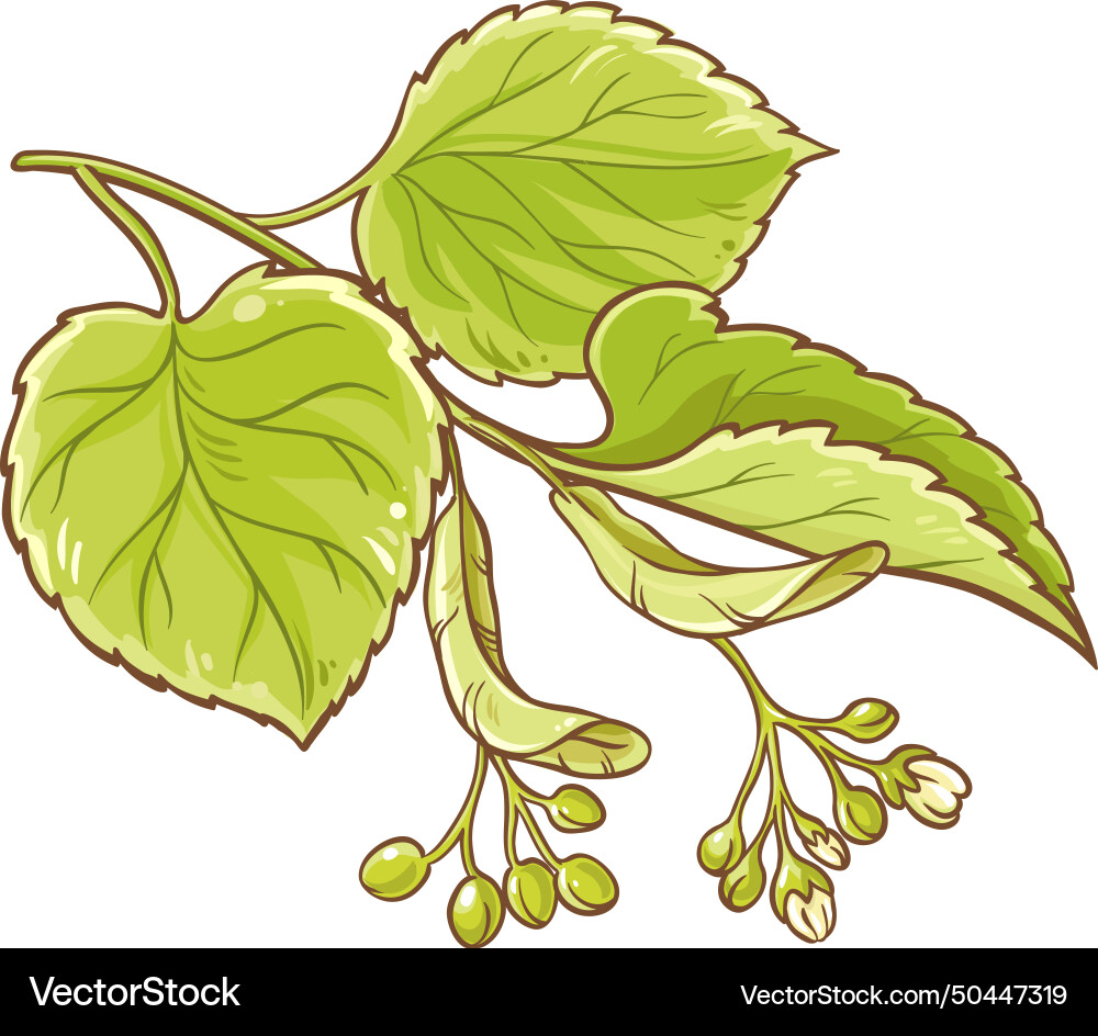 Linden branch with flowers colored Royalty Free Vector Image