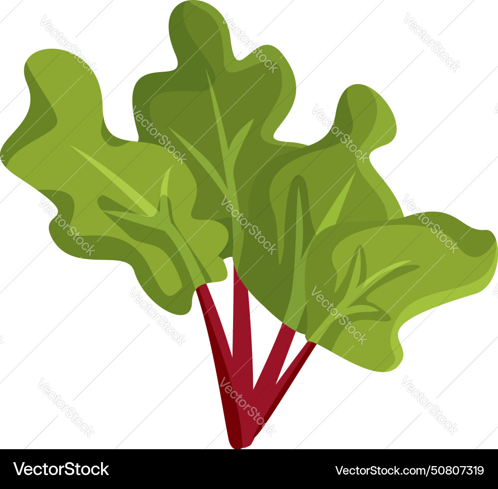Rhubarb plant cartoon on white Royalty Free Vector Image