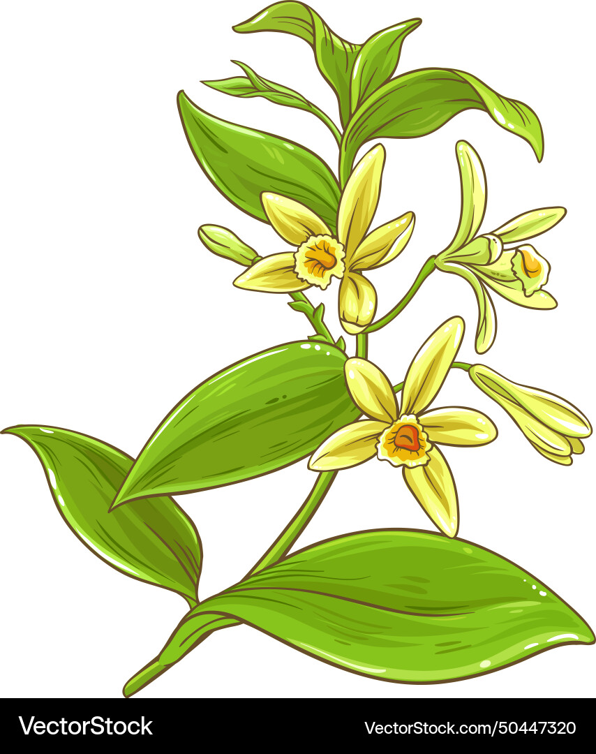 Vanilla branch with flowers colored Royalty Free Vector