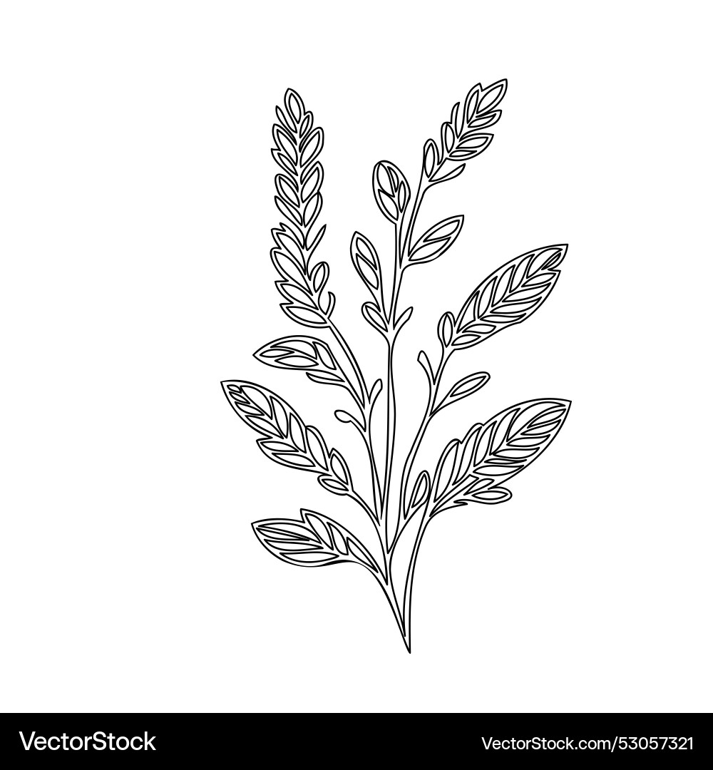 Heather flower plant sketch outline Royalty Free Vector