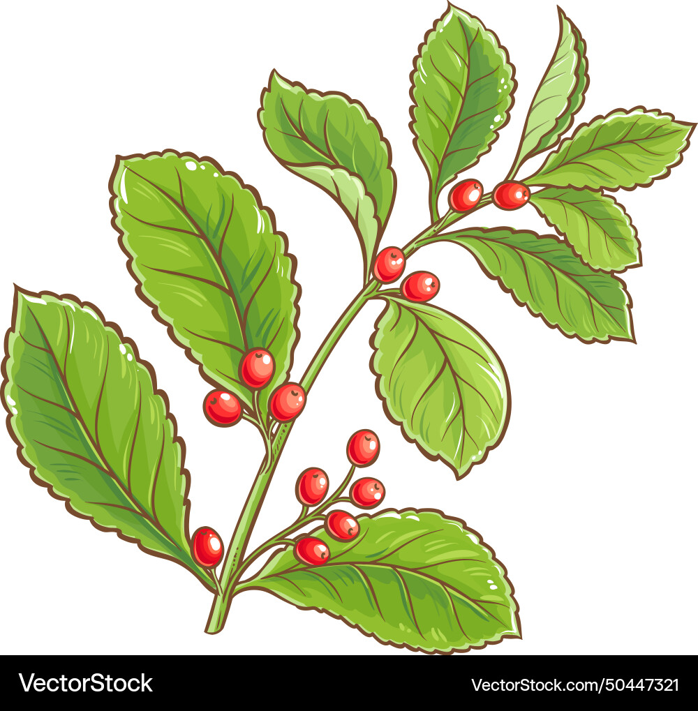 Yerba mate branch colored Royalty Free Vector Image